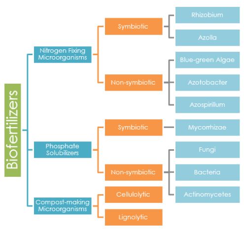 Four Key Factors Fuelling Growth in the Global Biofertilizers Market ...